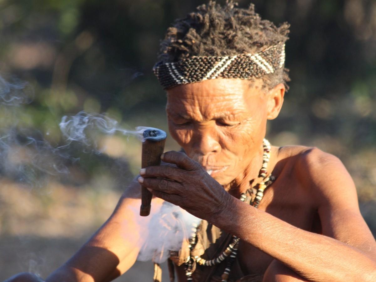 How Is Tobacco Grown? A Step-by-Step Guide from Seed to Smoke